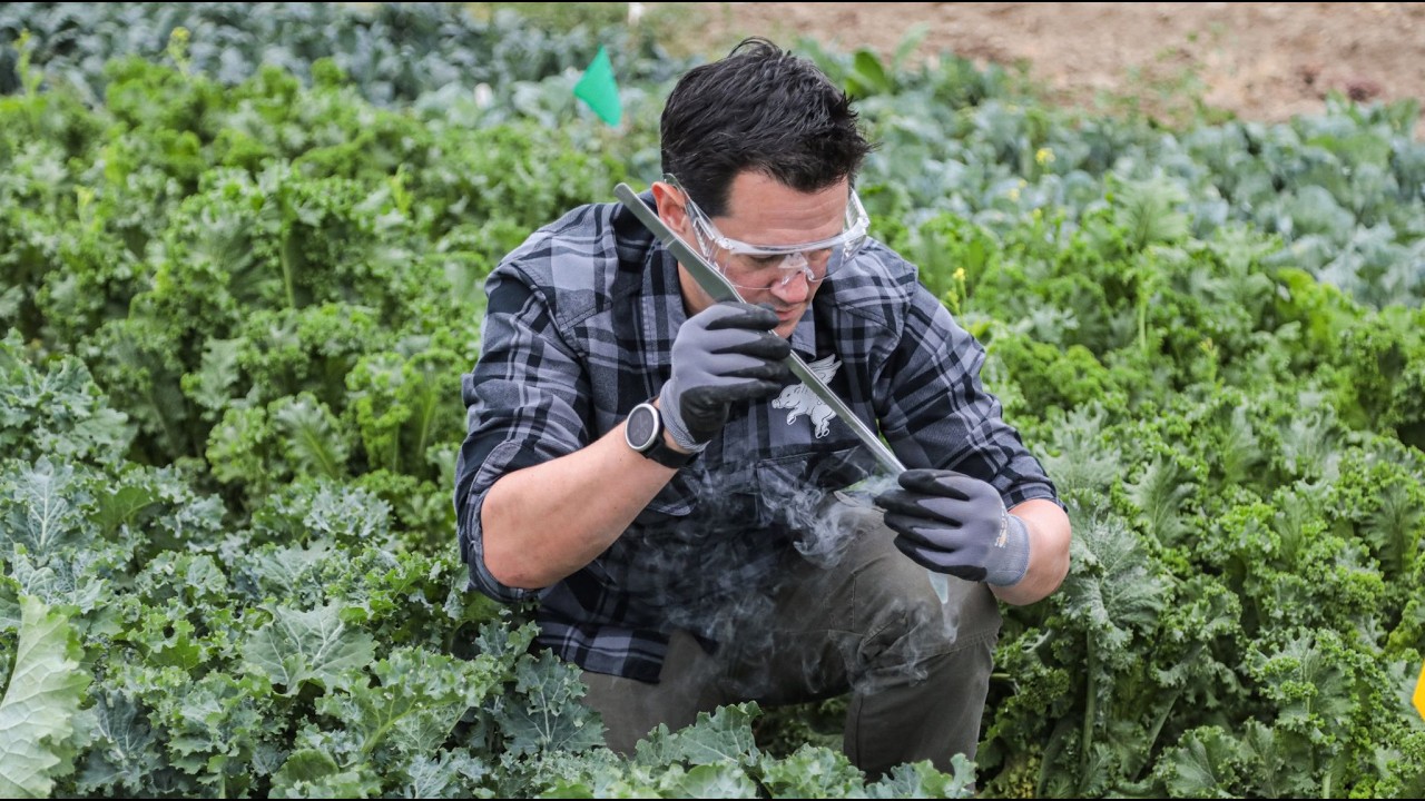 Speed breeding: Heritable Ag combines AI, genomics and environmental data to slash R&D timelines