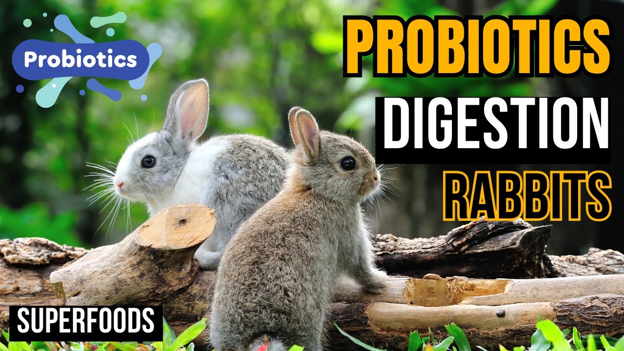 When to use probiotics for rabbits, and the benefits