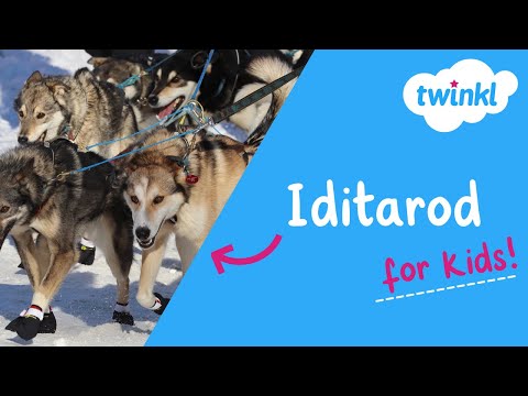 🦮 Iditarod for Kids | 1 March | What is the Iditarod? | Iditarod Trail Sled Dog Race | Twinkl USA