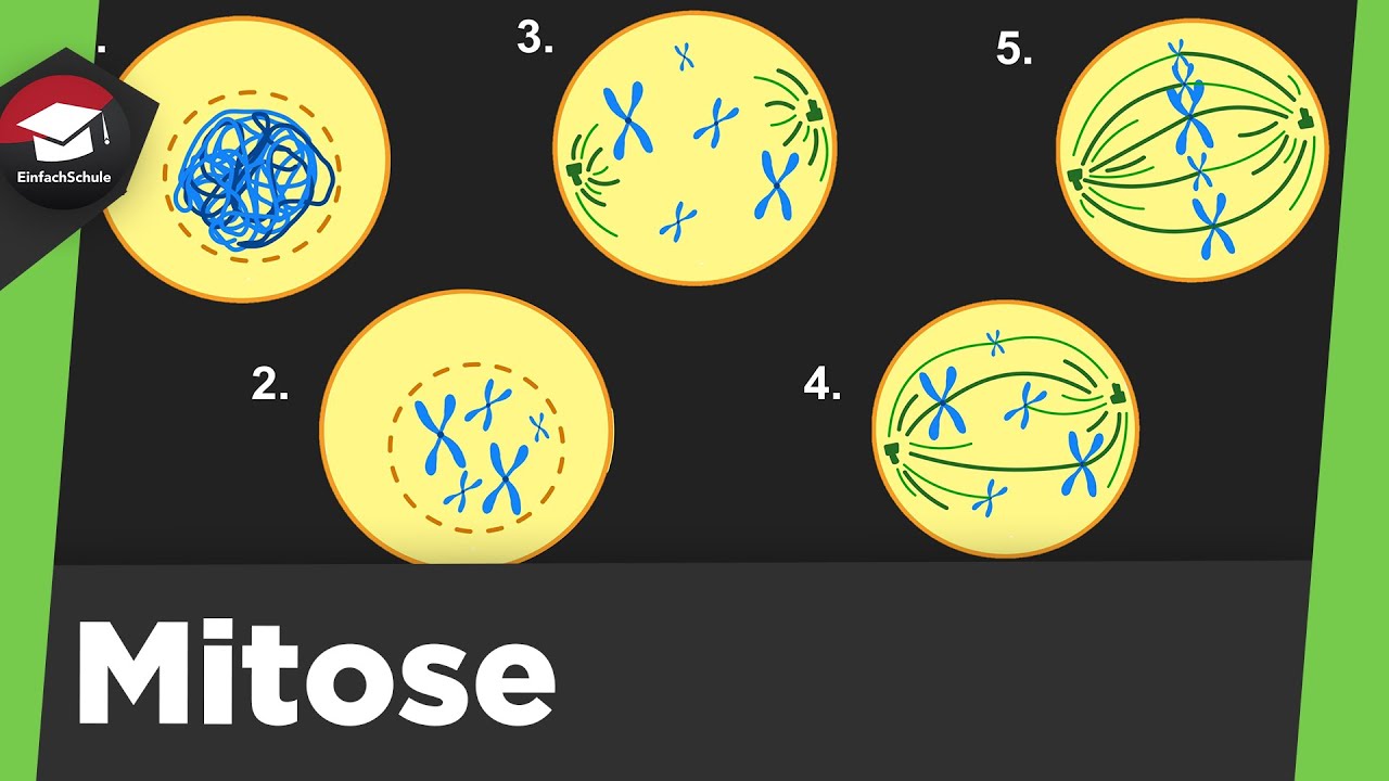 Mitosis simply explained - basics, 4 phases of mitosis, cytokinesis - mitosis summary!