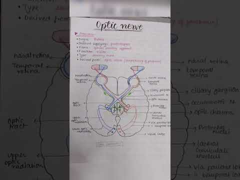 Optic Nerve anatomy
