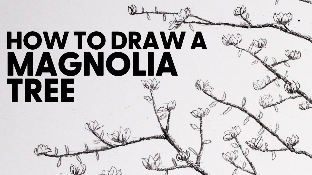 How to Draw a Magnolia Tree