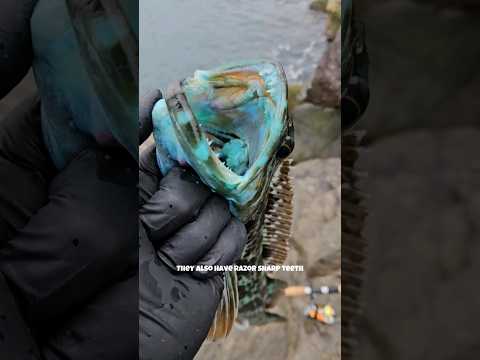 what makes them blue? #lingcod #pnw #jettyfishing #youtubeshorts #trending #newport