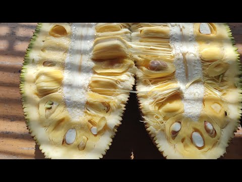 nangka madu dalam pot