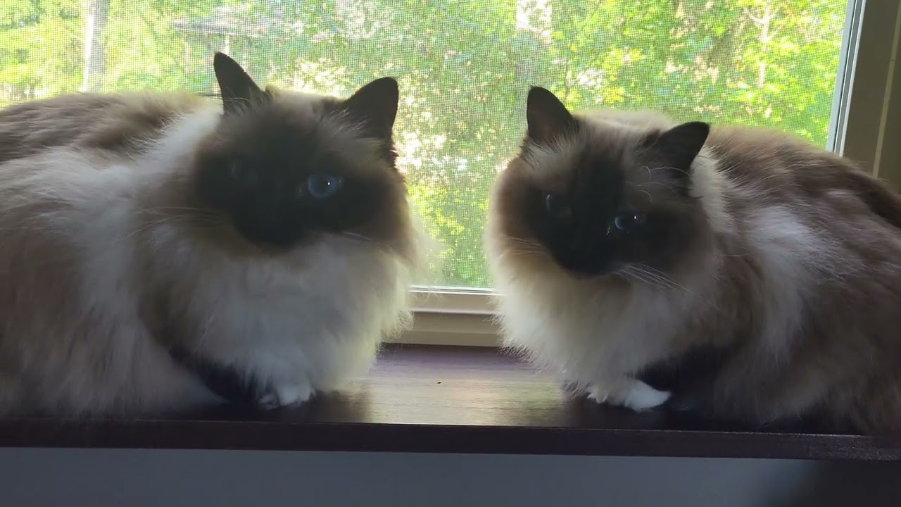 Nala the Birman Making a Quick Derp Face