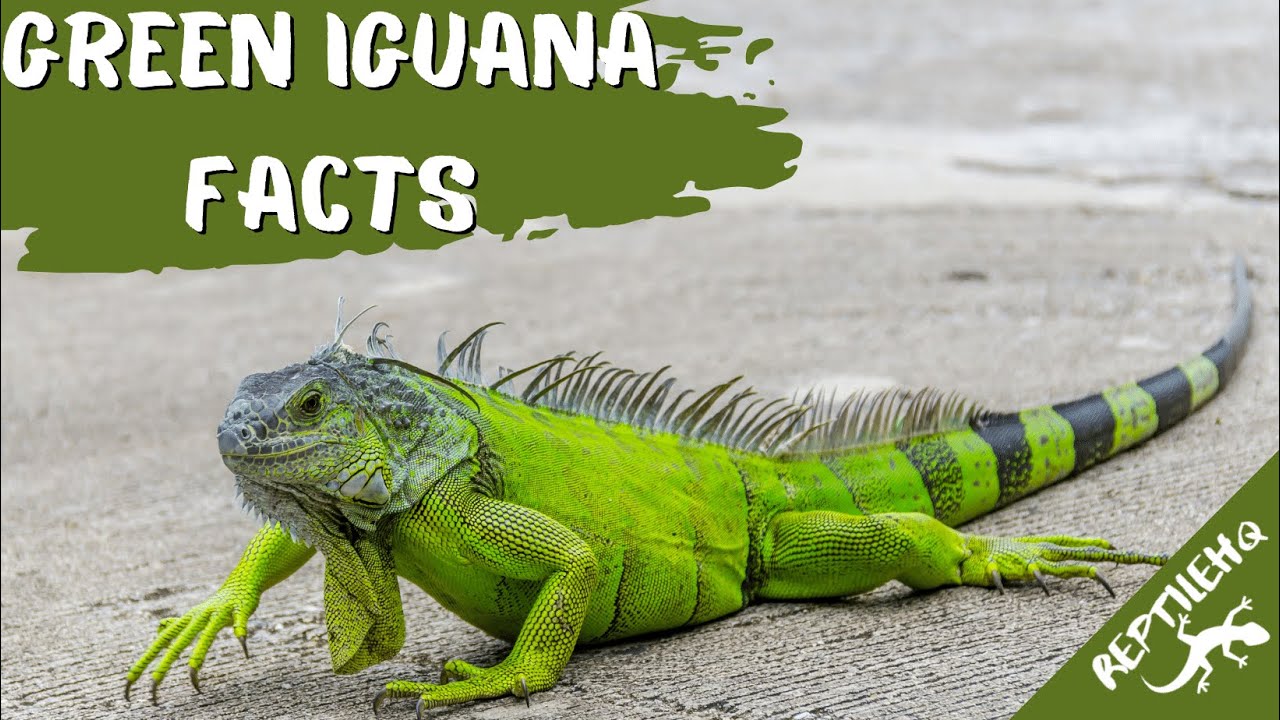 Facts About Green Iguanas You Didn't Know!