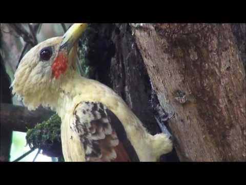 THE ZEST OF GUYANA – Thirty five poems – By Dmitri Allicock + video ...