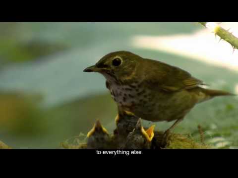 Temperate Rainforest of Kenai Fjords National Park - Audio Described