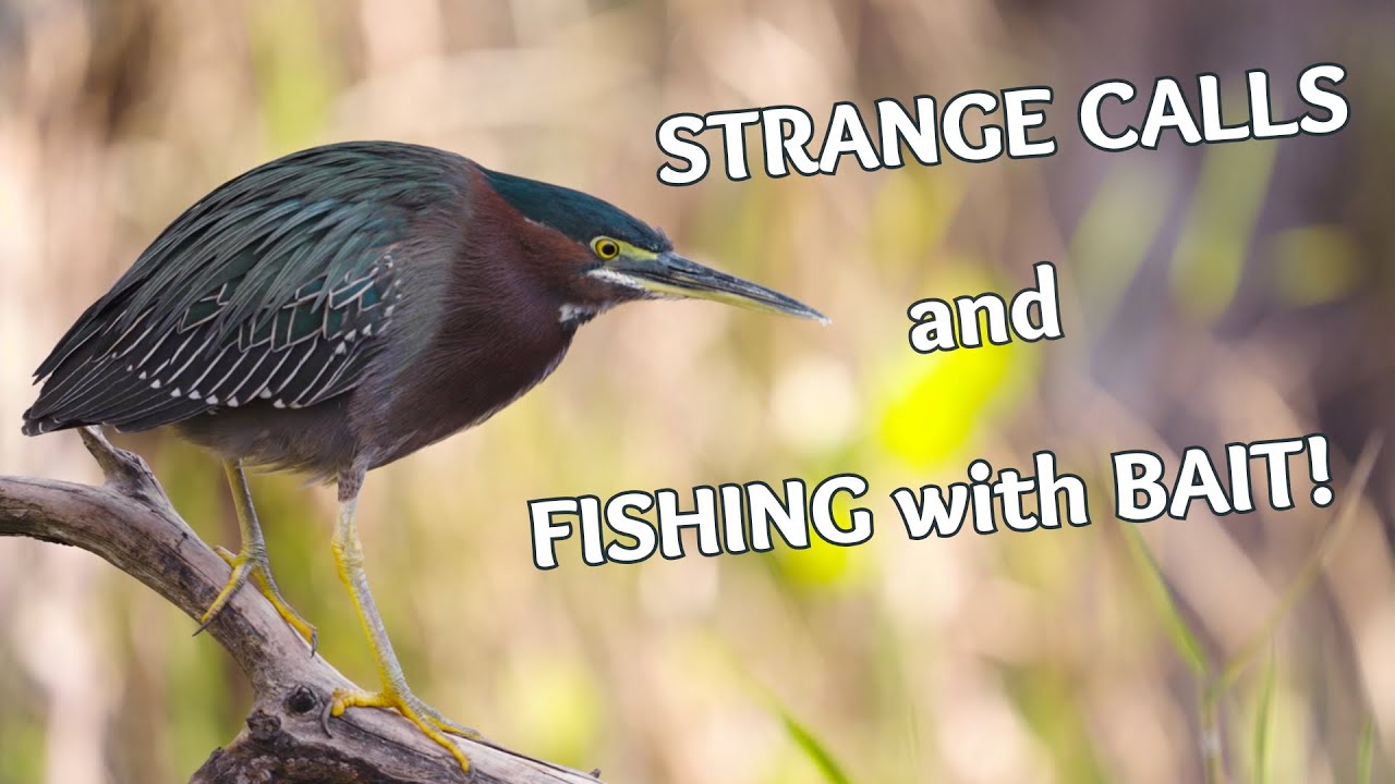 Green Heron | Strange calls and using tools