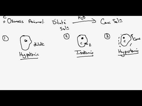 2.13b Osmosis in animal cells