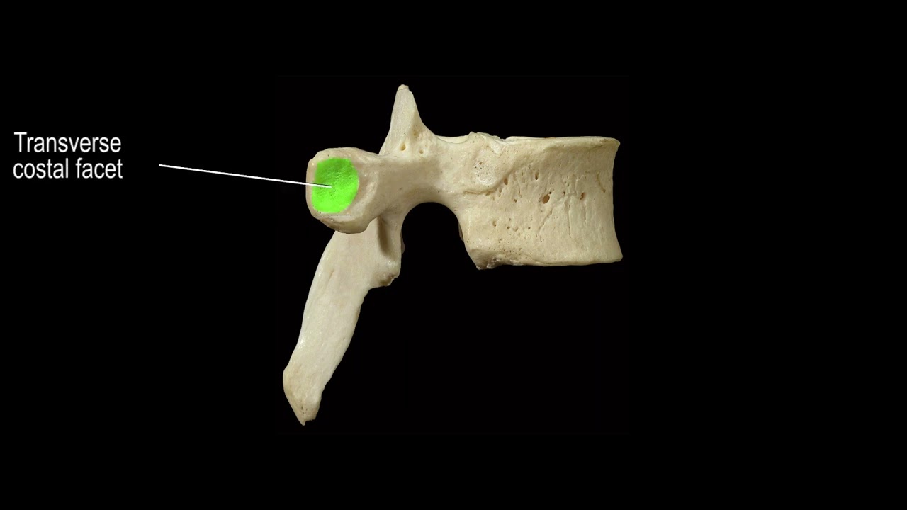 Thoracic Vertebra   Lateral View   Drawn Anatomy   Quick Review