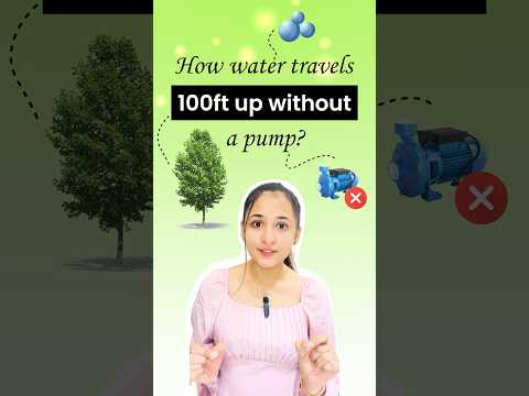 How Plants Pump Water 100ft High — Without a Single Machine!