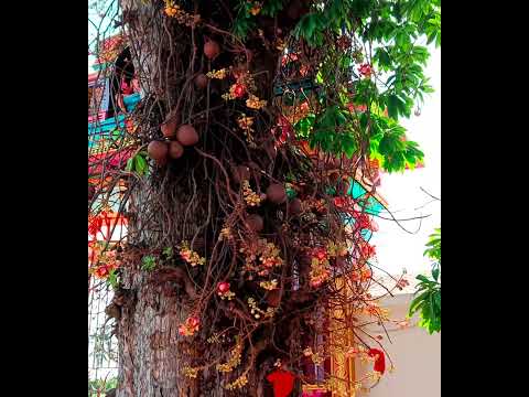 Sannathi of Nagar in Gnayiru Pusparatheswar Temple #shivantemple #history #music #sivantemples