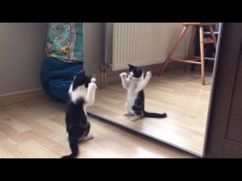 FUNNY CAT MEMES COMPILATION OF 2022