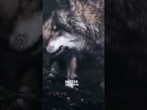 Alpha Male and Alpha Female wolves
