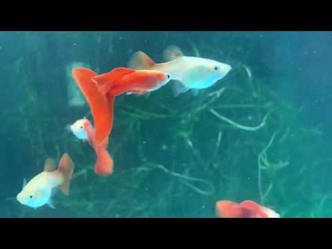 1/3rd of my Fish Room Tour