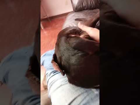 Itchy boy! #dog #dogshort #dogrescue #shelterdog #rescuedog #rescuematters #allergies #dogs