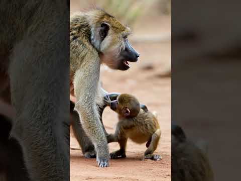 "Monkey Survival in the African Savannah: A Fight for Life" #animals#mankey