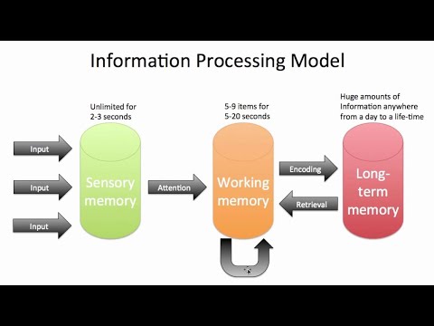 Decoding the Information Processing Theory and Why It Matters (3 Minutes)
