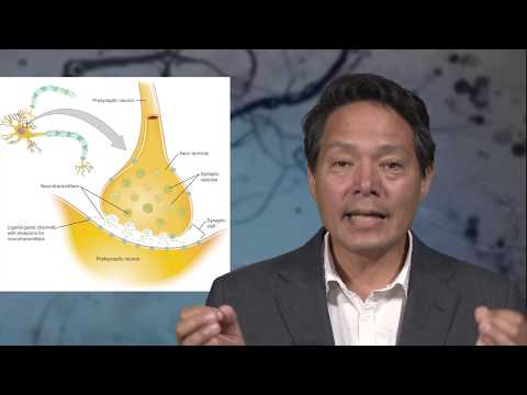 4.8 How neurons realize informational criteria