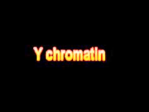 What Is The Definition Of Y chromatin