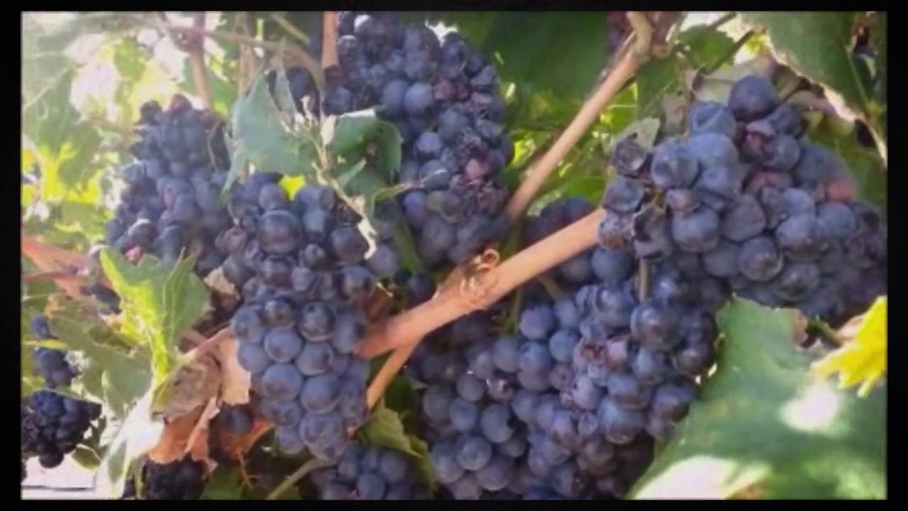 Jacqueline Leonne Brut