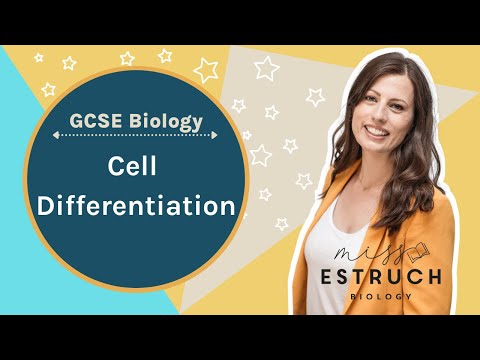 Cell Differentiation GCSE BIOLOGY: Definition and comparison between plant and animal cells