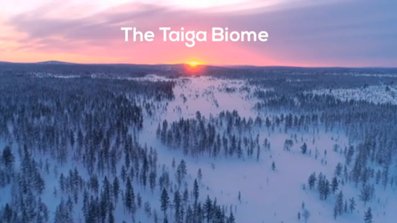 The Taiga Biome - Visual Journey with Music (No Narration)