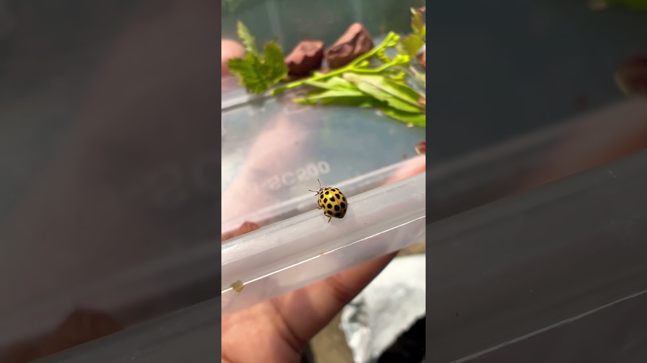 #ladybug#nature#insects