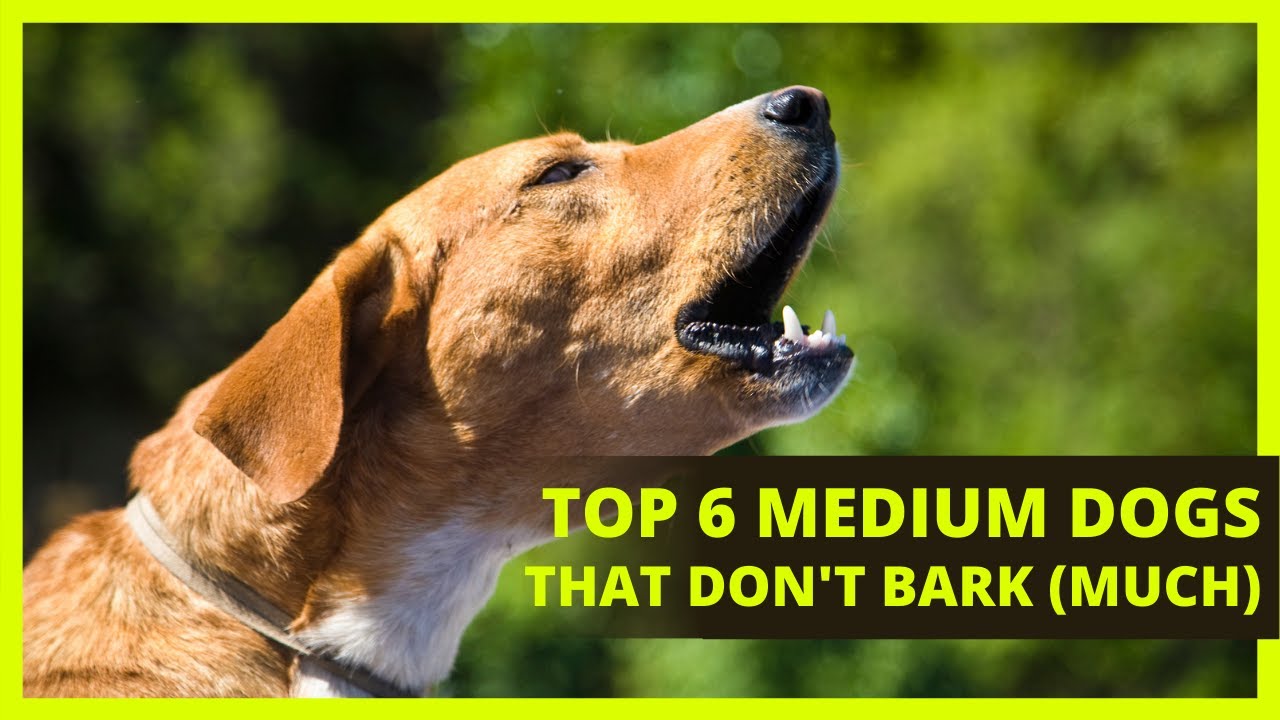 MEDIUM DOGS THAT DONT BARK (MUCH) | Top 6 medium sized breeds that dont bark a lot