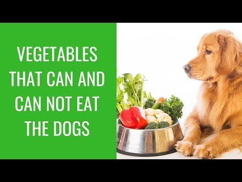 Vegetables That Can and Can Not Eat The Dogs