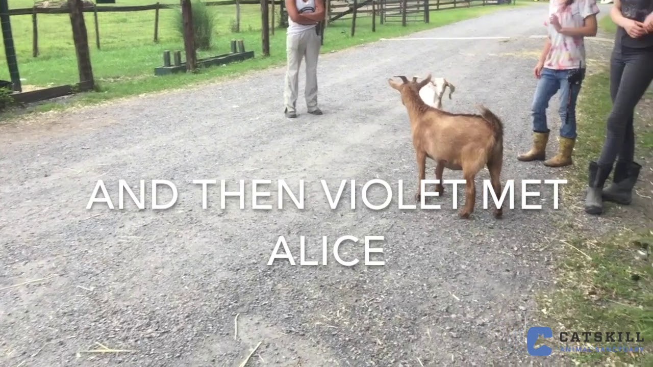 Violet Met The Baby Goats