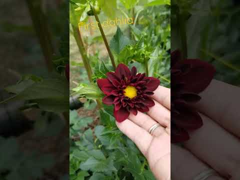 1st dahlia.dont know the variety? anyone knows?