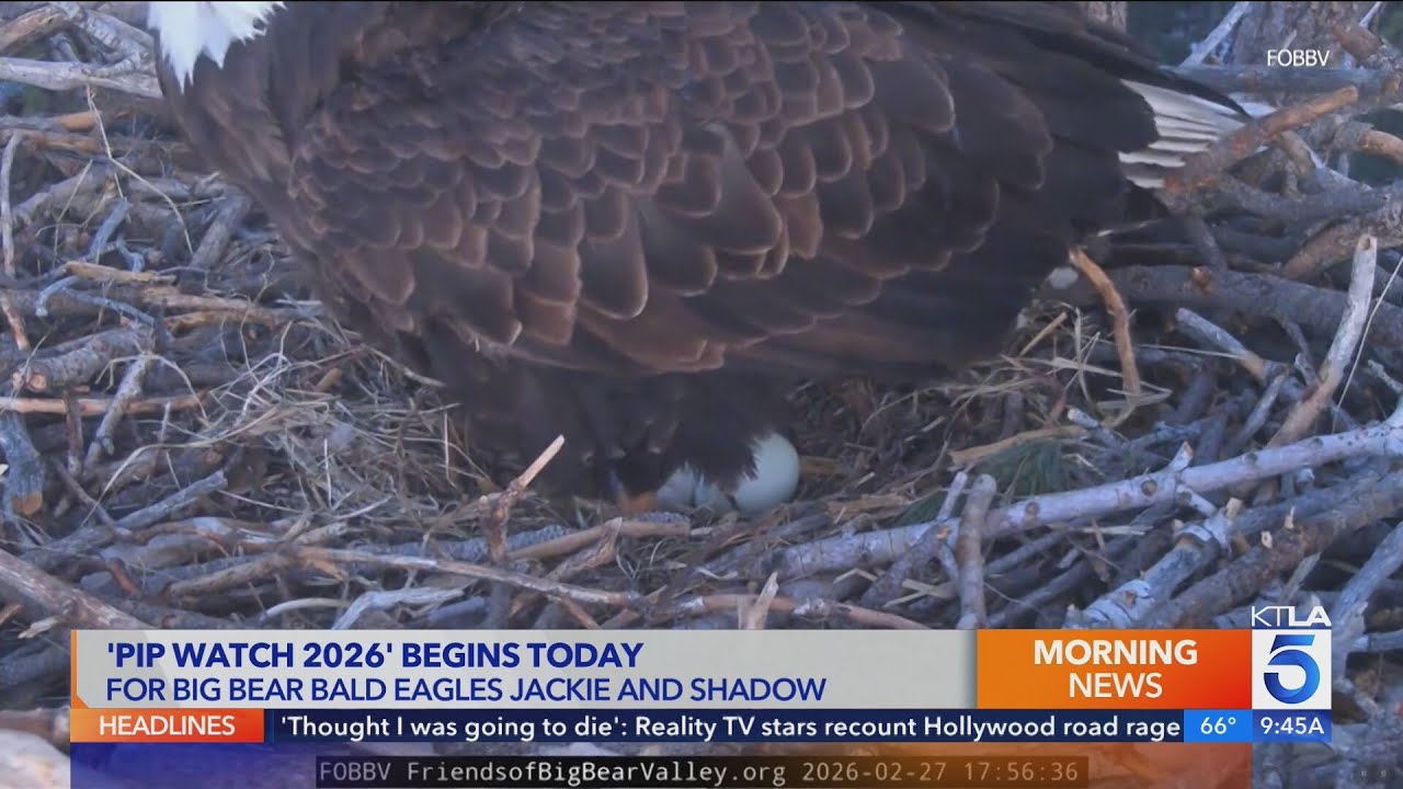 Pip watch begins for Big Bear bald eagles Jackie and Shadow