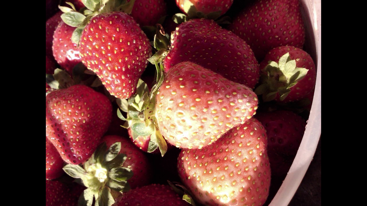 Horticulture Tips: Powdery Mildew