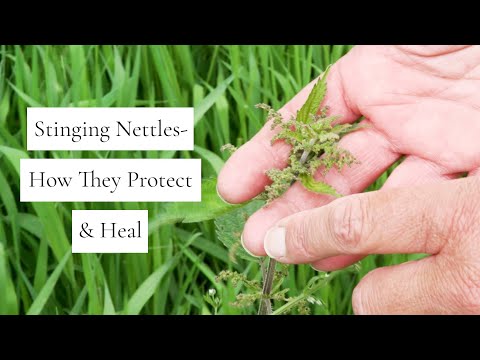 The meaning of stinging nettles - How they protect and heal The Flower Writer The Nettle