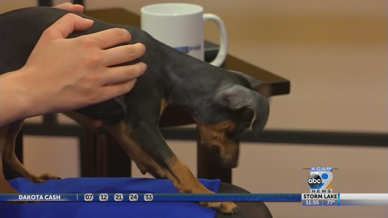 Pet Of The Week - Miniature Pinscher-Chihuahua Mix
