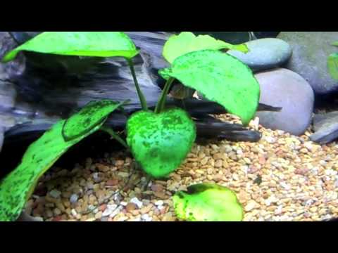 30 Gallon Freshwater Tank Update (German Blue Rams & Plants)