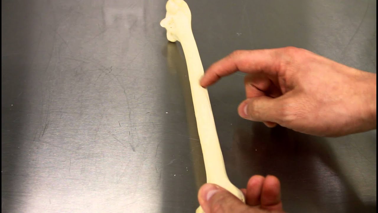 SKELETAL SYSTEM ANATOMY: Bones of the arm- Humerus