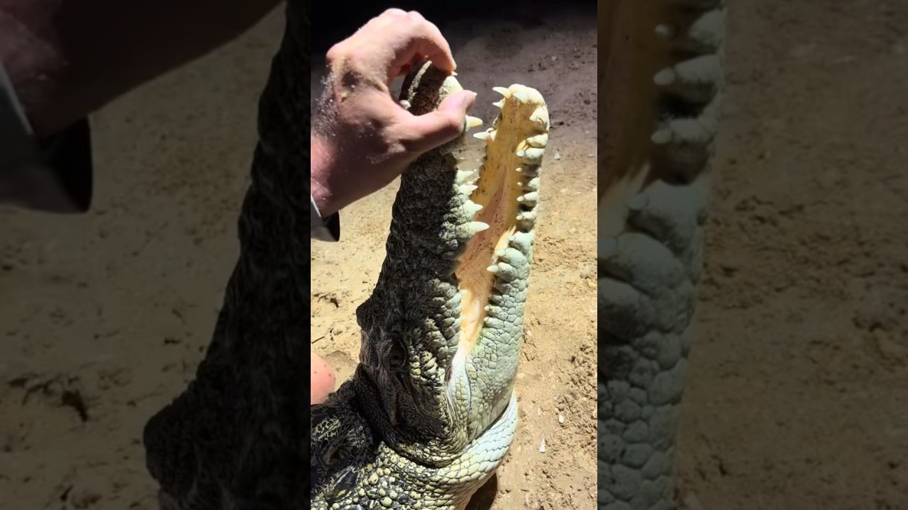 I yoinked a crocodile in Australia! #australia#viral#snake#animal#youtube#wildlife#nature#python