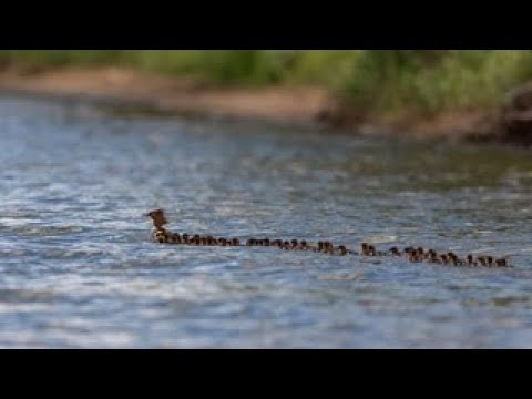 Man snaps photo of mama duck with 76 ducklings