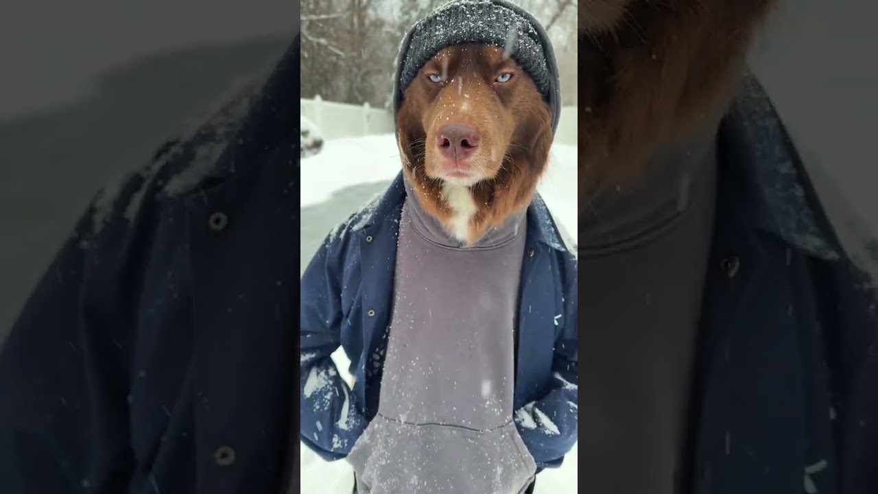 🐾 Meet the Dog Avatar! A Hero in Every Bark! 🐶✨#DogAvatar #PuppyPower #DogLover #EpicDogs #animales