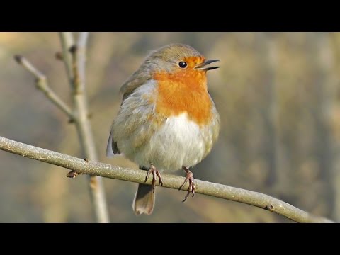 Robin Bird Singing A Gentle Song at The Stream - Great Britain's National Bird