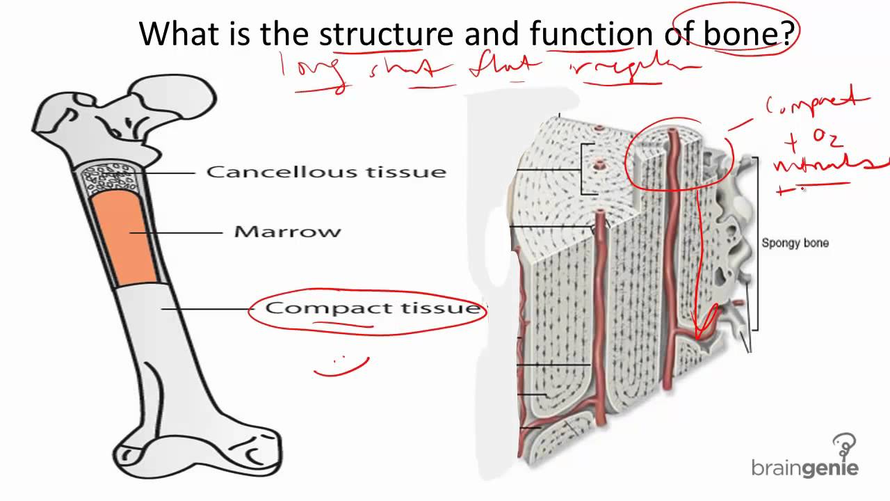 8.3.1 Bone Structure and Function