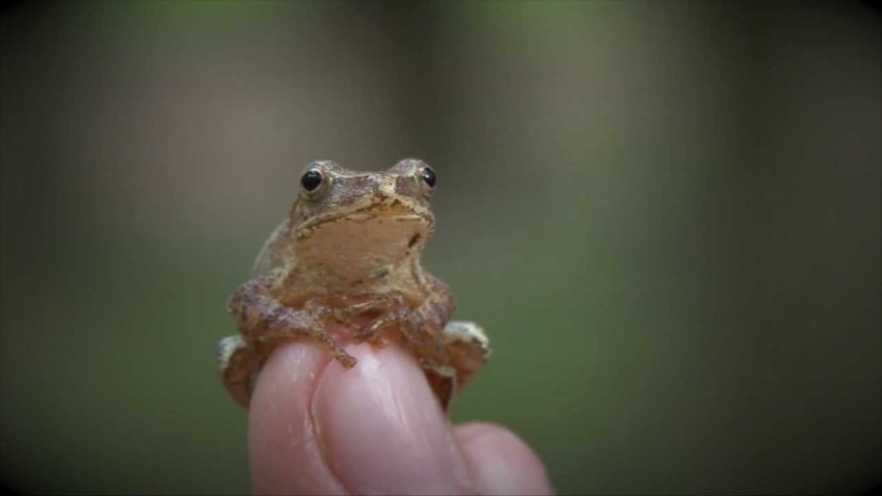 Spring Peeper (Pseudacris crucifer)