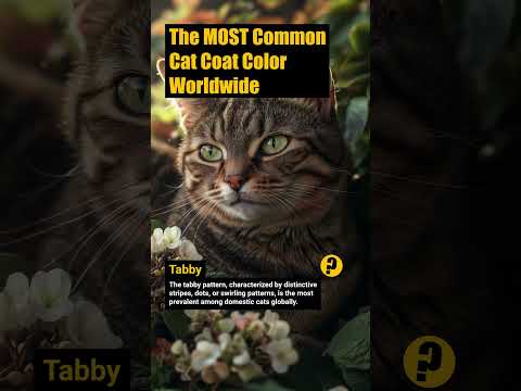 MOST Common Cat Coat Color Worldwide - Did You Know?