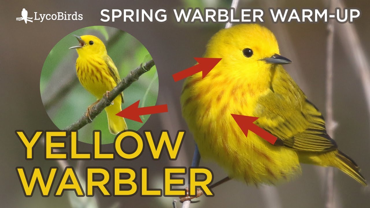 Yellow Warbler Identification | Spring Warbler Warm-up