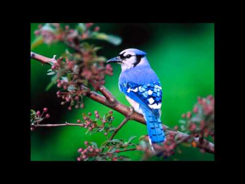 Song (No Name)