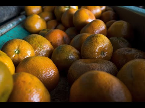 Disease filled Oranges, Plague Juice?