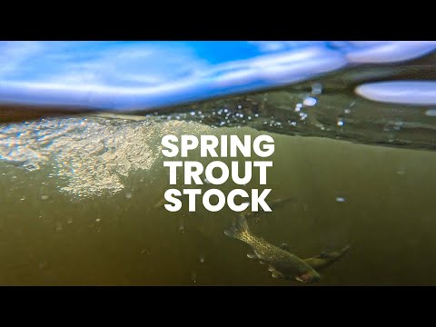 Minnesota DNR Trout Stocking in Cook County